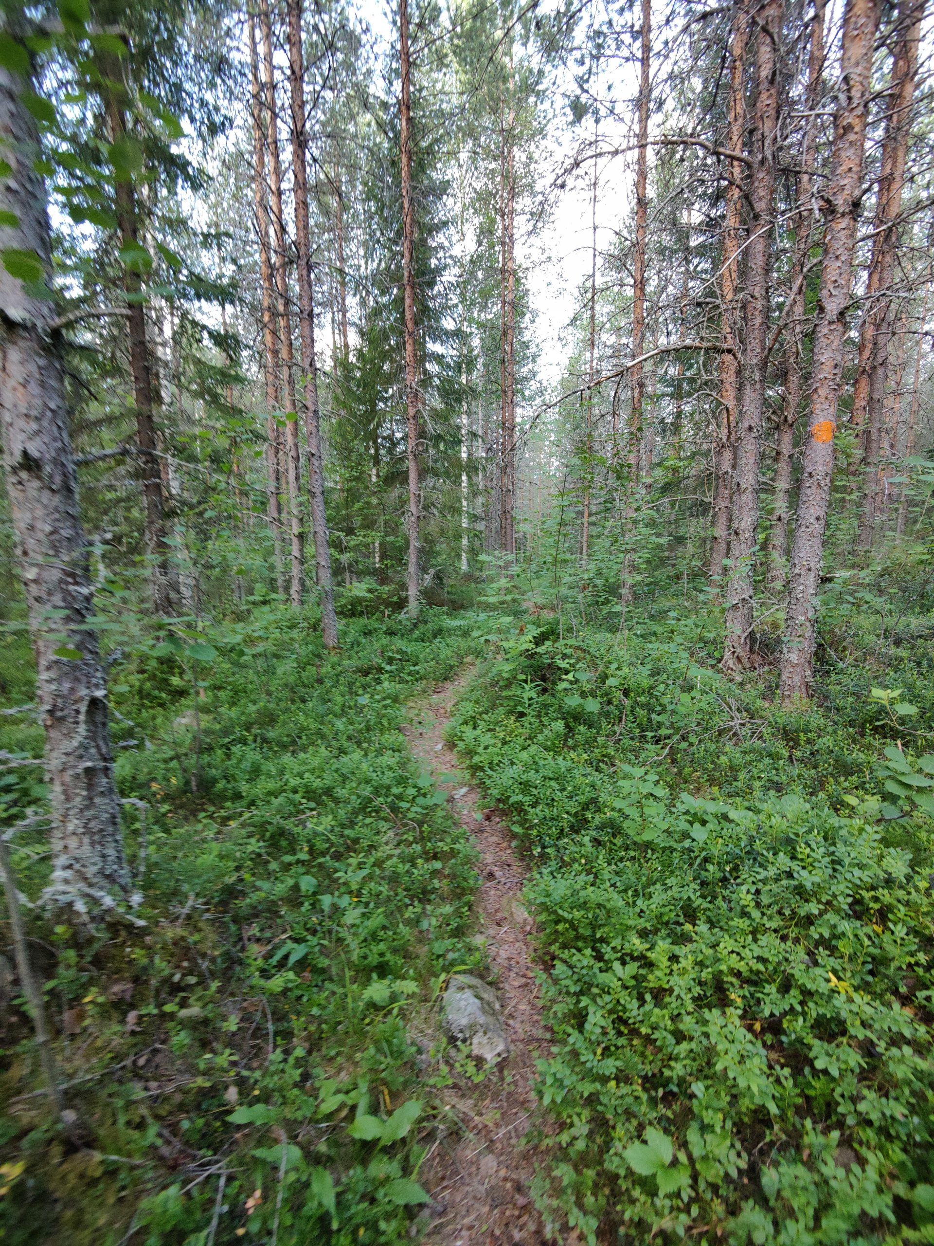 Nature trip to Ruutana - Voimaa luonnosta - Visit Lestijärvi!